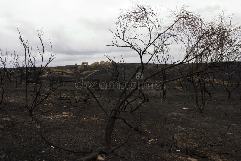 Burned stock photo. Image of forest, fatality, nova, horizontal - 5429922