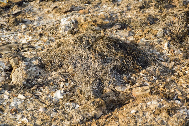 Burned ash from fire stock photo. Image of junk, weed - 78415158