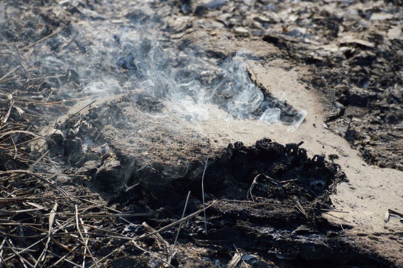 Burned ash from fire stock photo. Image of weed, outdoor - 78554282