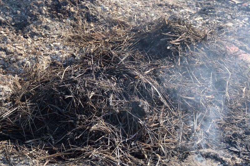 Burned ash from fire stock image. Image of smoke, weed - 78903603