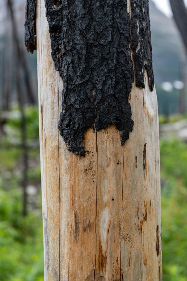 Burned tree in the wood stock photo. Image of black, background - 40721640