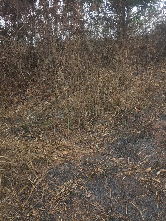 Burned bush stock image. Image of bush, burned, fire - 126979337