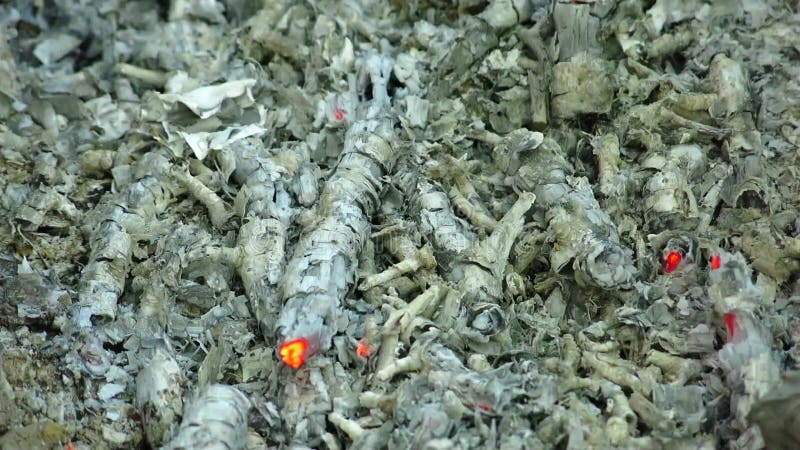 The Wind Stirs the Trees. Palm Leaves and Branches of Tropical Trees ...