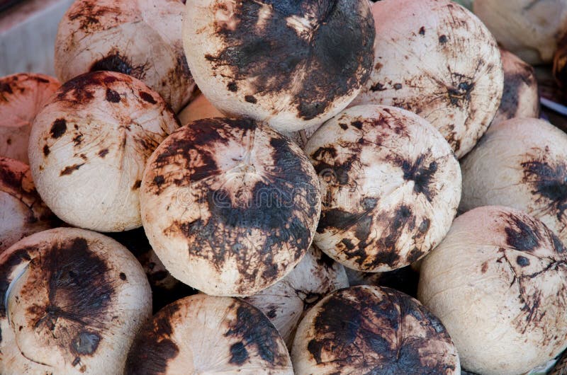 Burned coconut stock image. Image of tropical, white - 34817533