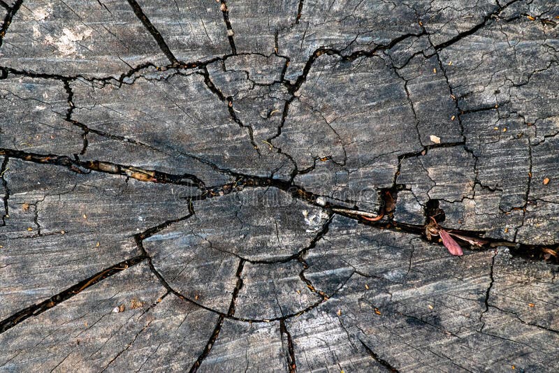 Burned and Cut Tree Trunk Patterns on Surface with Coal Black Color and ...