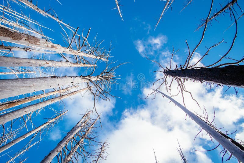 Field of Burned Dead Conifer Trees with Hollow Branches in Beautiful ...