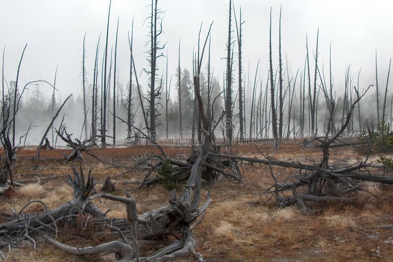 Desolate forest stock photo. Image of brown, scheme - 102525498