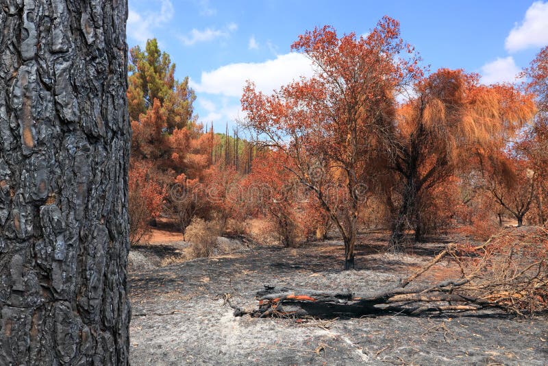 Burned down forest stock photo. Image of firewood, burnt - 58567054