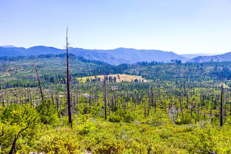 Burned Down Forest in the Yosemite Stock Image - Image of destroyed ...