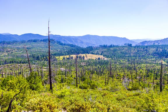 Burned Down Forest in the Yosemite Stock Image - Image of danger, tree ...