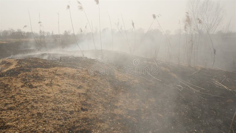 Burned Field in the Smoke. Natural Disaster in Summer Stock Footage ...
