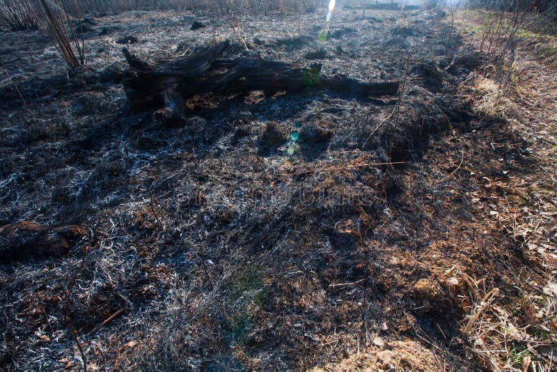 Burned Field after a Strong Spring Fire. Black Surface of the Rural ...