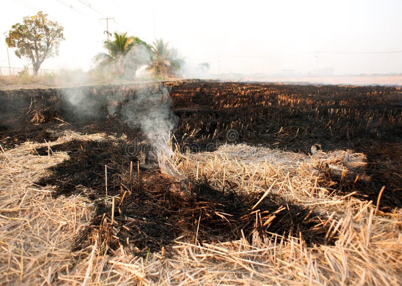 Burned fields stock photo. Image of field, grass, burn - 28792960