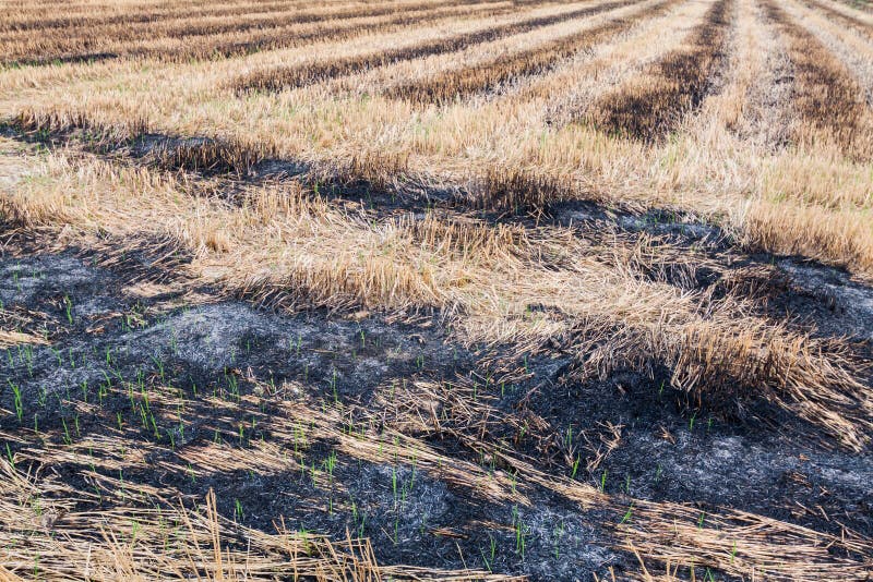 Burned Fields and Tree Sunset Stock Image - Image of agriculture ...