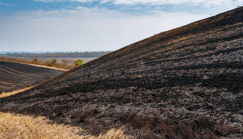 Burned Fields of Firefly Habitats in Grasslands and Meadows after a ...