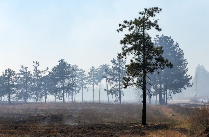 Burned Forest, Charred Earth after the Fire Against the Background of ...