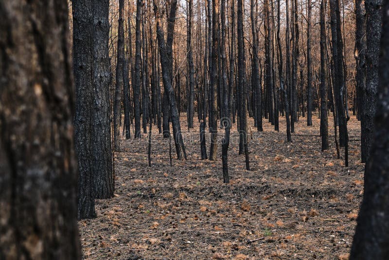 Burned Forest, Charred Trees, Forest Fires and Environmental Disaster ...