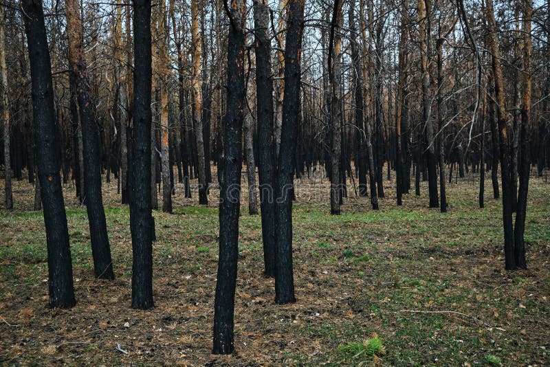 Burned Forest, Charred Trees, Forest Fires and Environmental Disaster ...