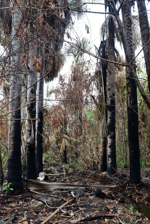 Burned Forest Devastation of the Forest Environmental Reserve ...