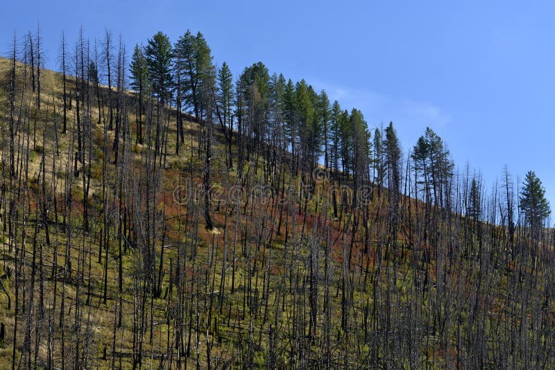 Burned Forest Fire Tree Trunks Black Green Stock Photo - Image of ...