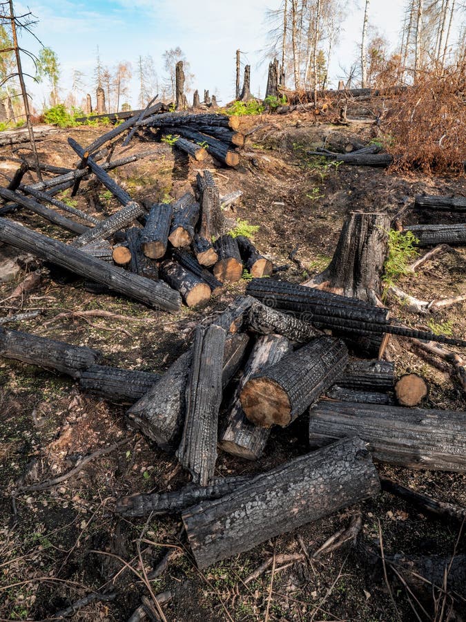 Burned Forest after a Huge Fire and Bark Beetle Calamity. Firefighters ...