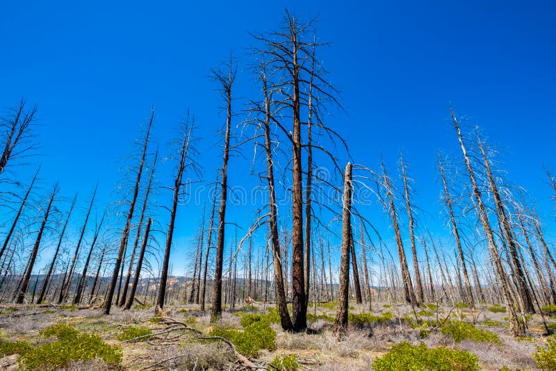 Bryce Canyon Forest stock photo. Image of fire, blue - 92041944