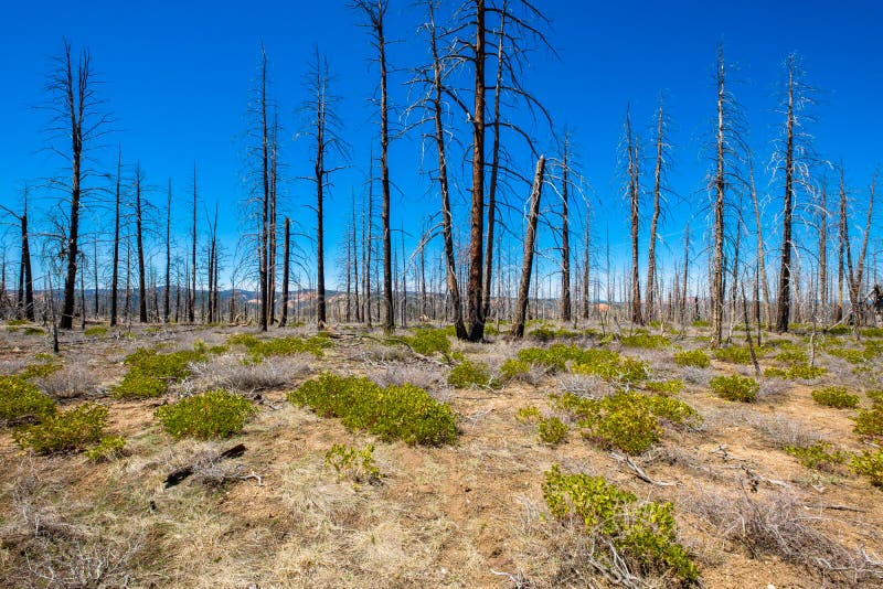 Bryce Canyon Forest stock image. Image of landscape, burned - 92042091