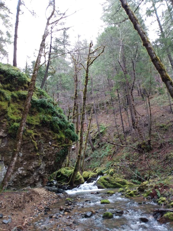 Burned forest stream stock photo. Image of wilderness - 231245102