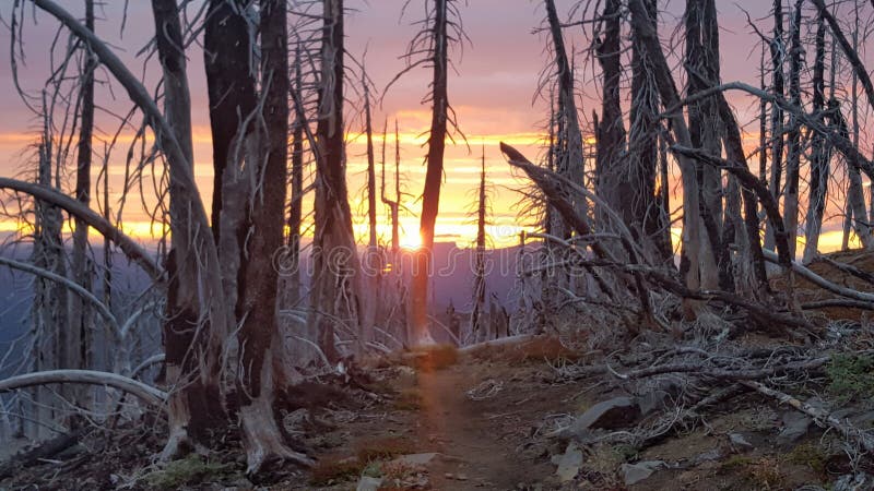 Burned forest at sunset stock image. Image of barren - 125873565