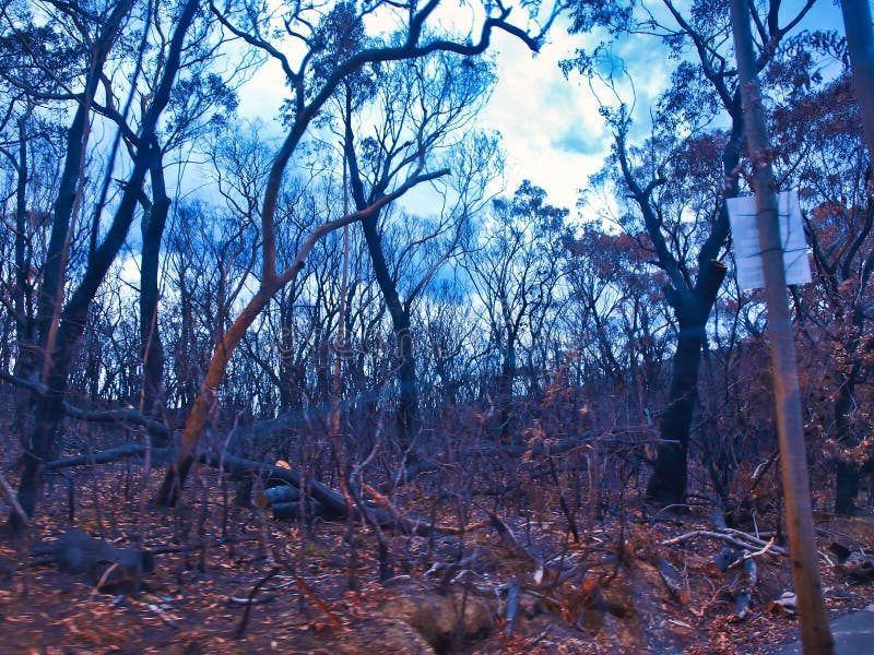 Burned Forest in Sydney, Australia Editorial Photo - Image of ...