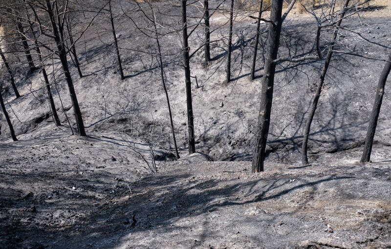 Burned Forest with Trees and Ashes on the Ground. Forest Fire Nature ...