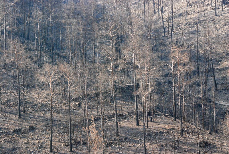 Burned Forest with Trees after a Forest Fire Stock Photo - Image of ...