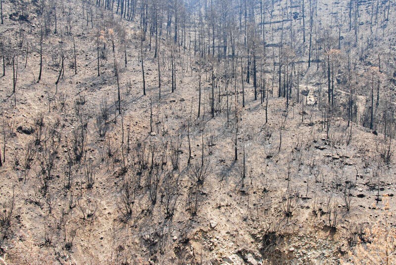 Burned Forest with Trees after a Forest Fire Stock Photo - Image of ...