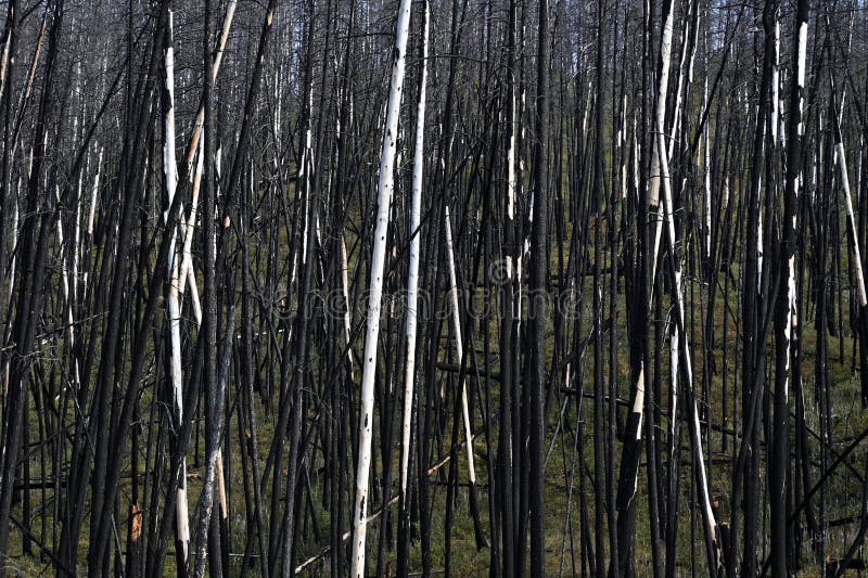 Burned Forest after Wildfire Stock Photo - Image of toxic, smoke: 290927288