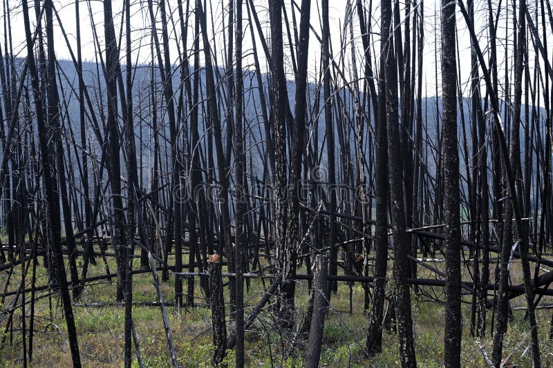 Burned Forest after Wildfire Stock Image - Image of smoke, evacuation ...