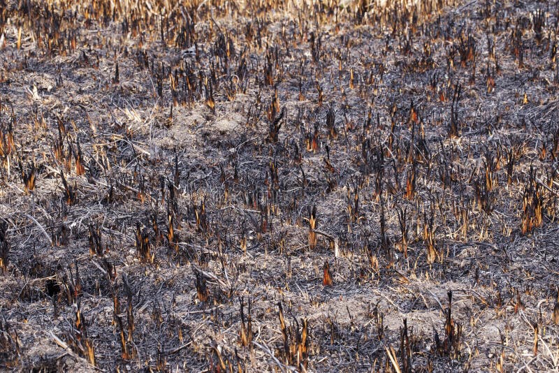Burned grass and ground stock photo. Image of ground, landscape - 6163498