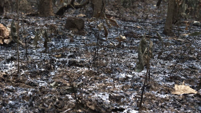 The Burned Grass and Bushes, Ashes on the Ground in the Forest after ...