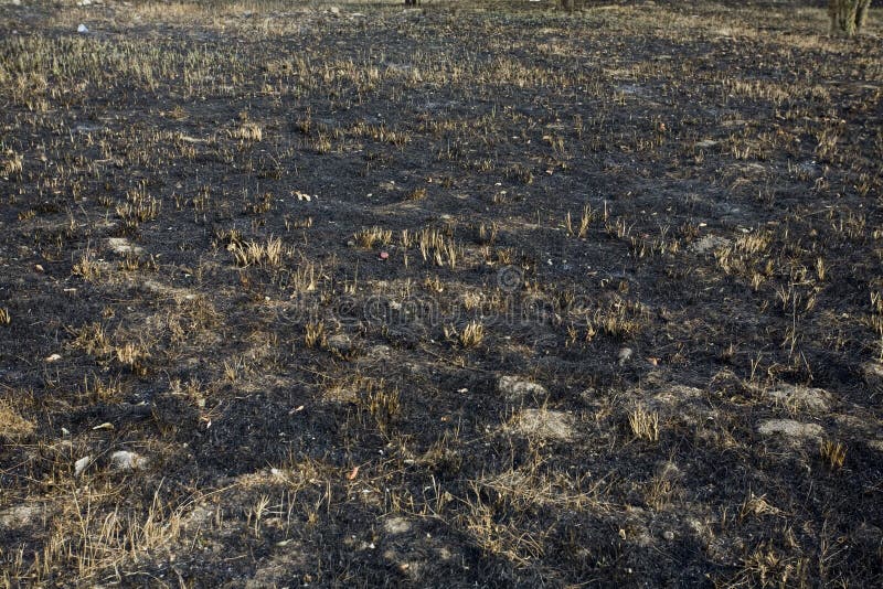 Burned grass and ground stock photo. Image of ground, landscape - 6163498