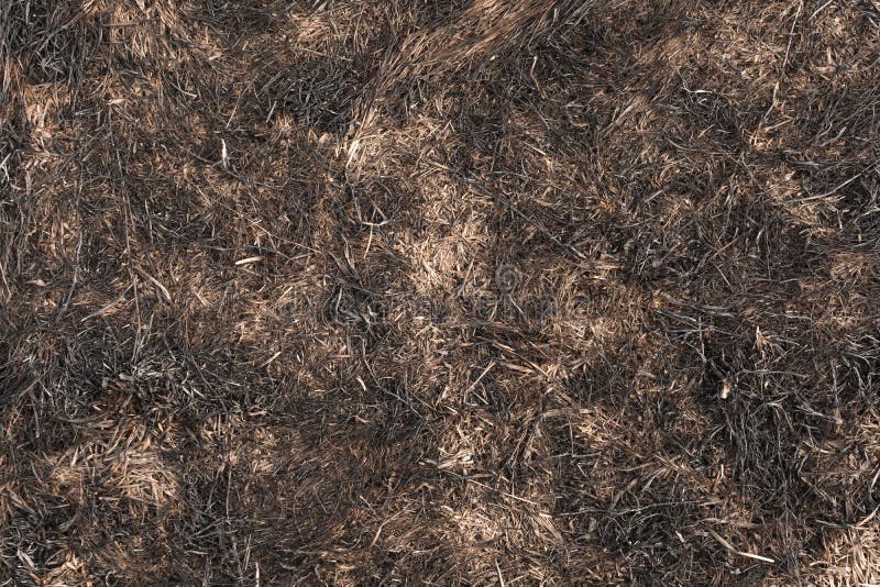 Burned Grass stock photo. Image of ground, grass, detail - 71536280