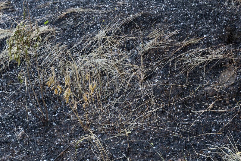 8K Burned Ground Roughness Texture, Height Map or Specular for ...