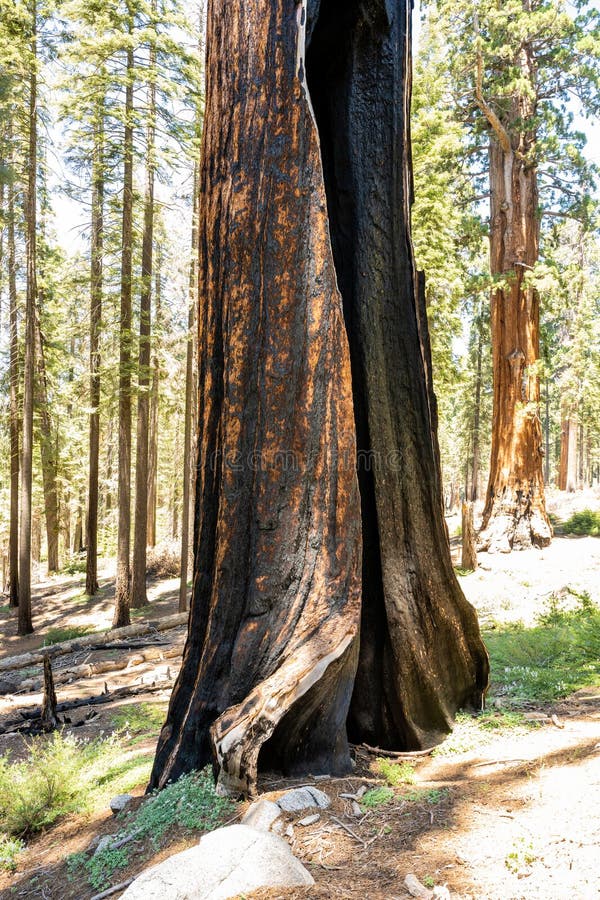 Burned Hull of Sequoia Tree Remains Standing Stock Photo - Image of ...
