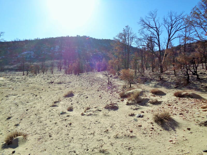 Burned Juniper Forest in the Mountains - Aftermath of Wild Fire Stock ...
