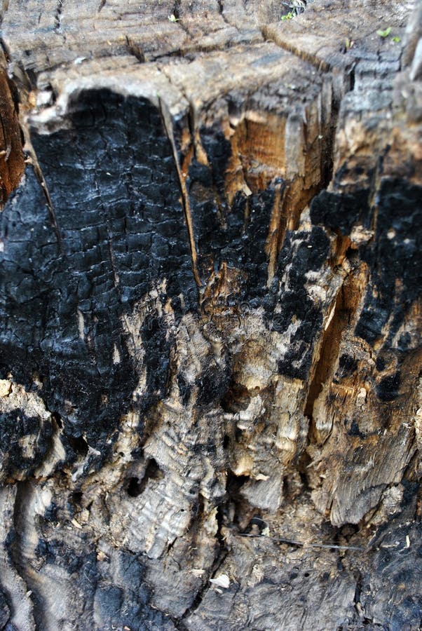 Burned Old Tree Trunk Texture, Grunge Background Stock Image - Image of ...
