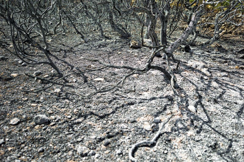 Burned Olive Tree, Crete, Greece Stock Image - Image of outside, nature ...