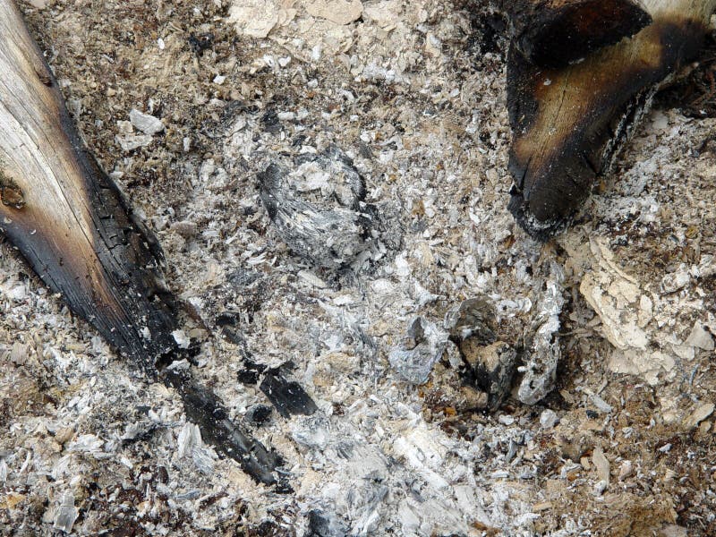 Charred wood in ash. stock image. Image of burn, remains - 41033447