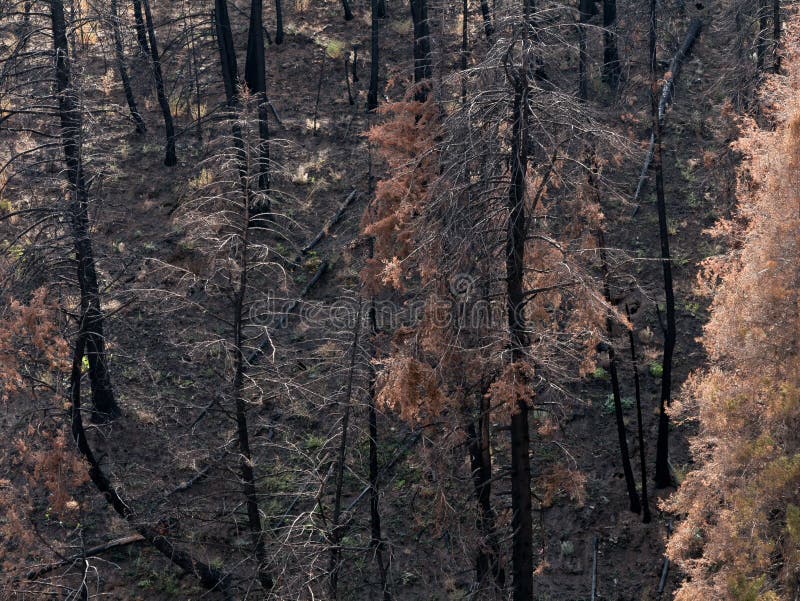Burned out forest details stock image. Image of conifer - 77743613