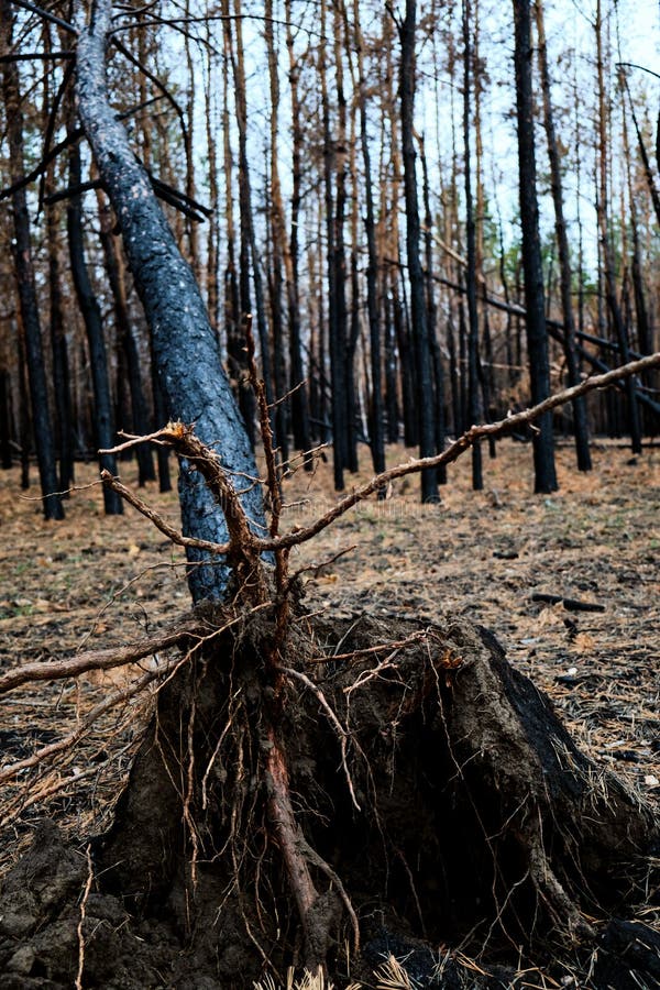 Burned Pine Forest, Fallen Burned Tree after the Fire Stock Photo ...