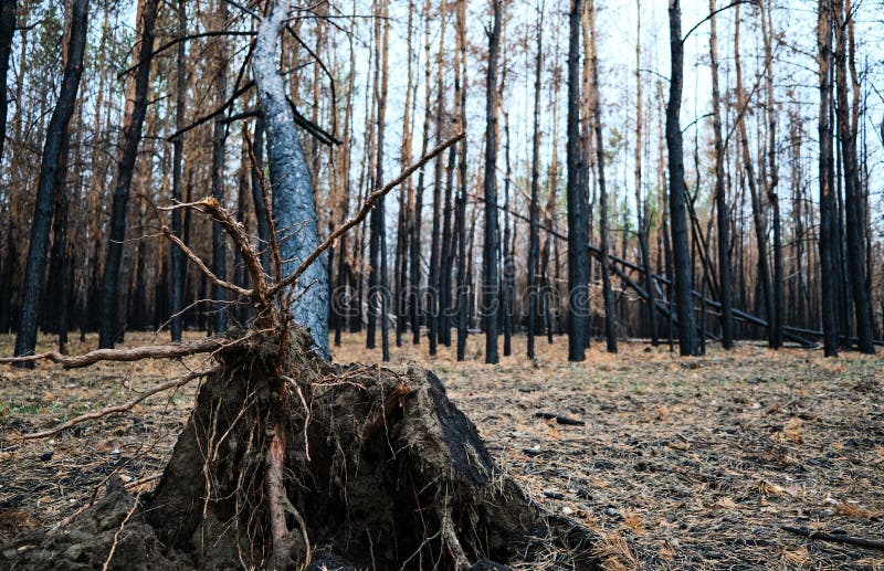 Burned Pine Forest, Fallen Burned Tree after the Fire Stock Photo ...