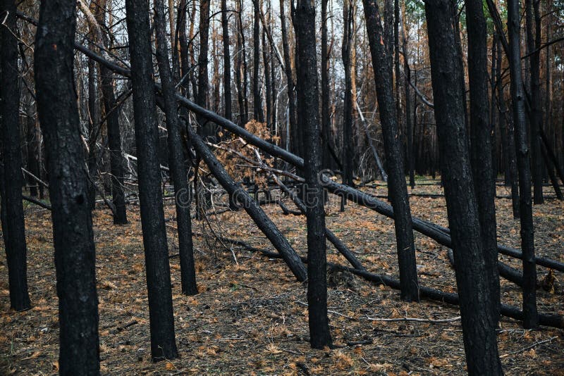 Burned Pine Forest, Fallen Burned Tree after the Fire Stock Photo ...
