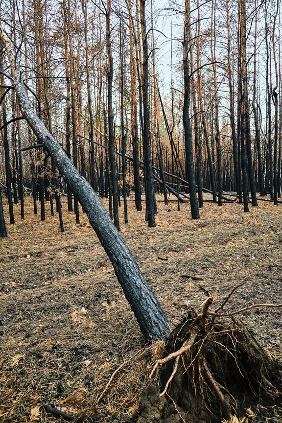 Burned Pine Forest, Fallen Burned Tree after the Fire Stock Photo ...